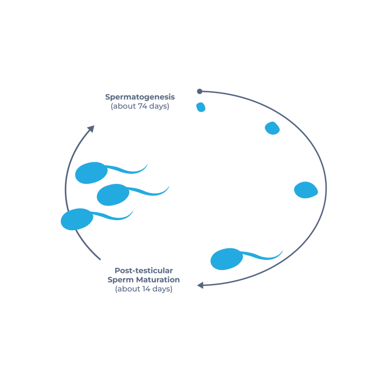 FOR MEN | Personalized Preconceptuals | Male Fertility Supplements ...